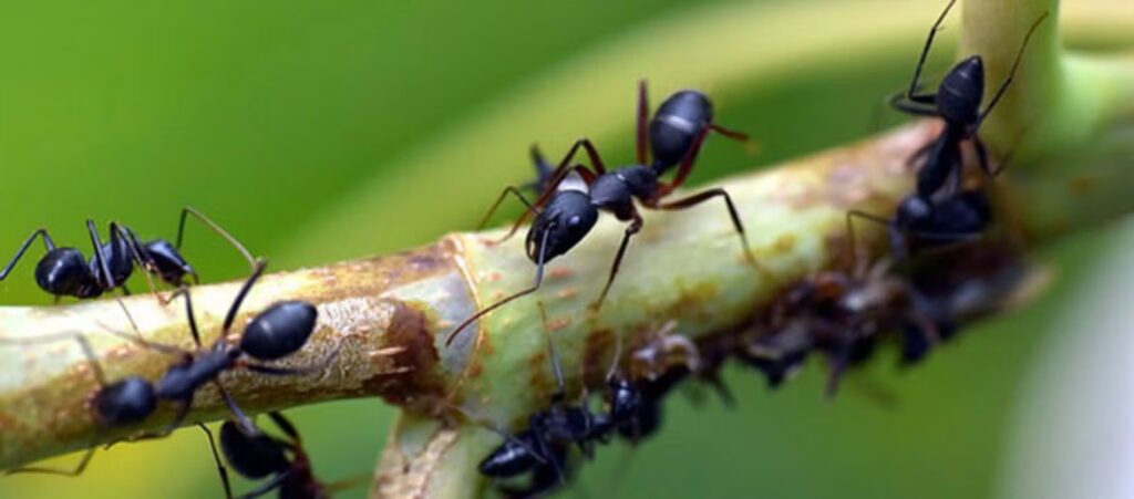 Ants in the Garden - Garden & Thrive