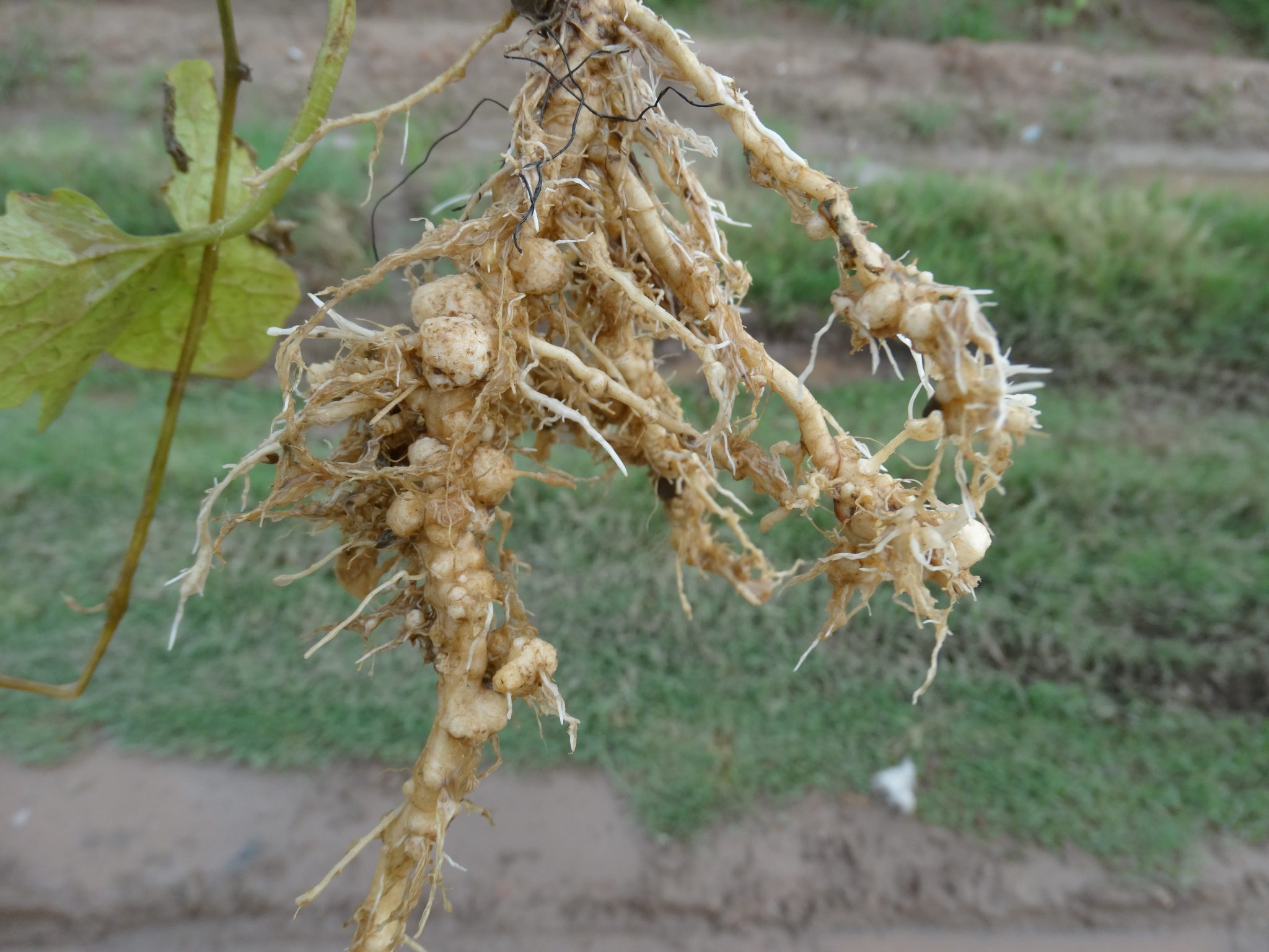 Nematodes - Garden & Thrive