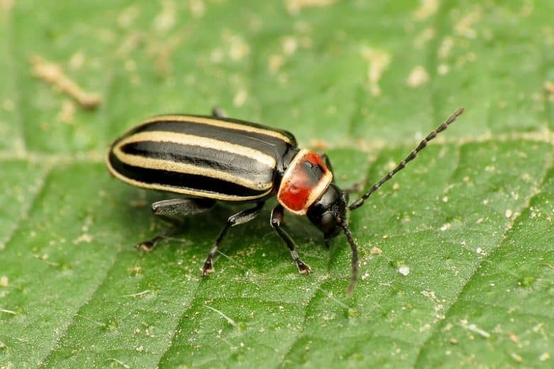 Flea Beetles - Garden & Thrive