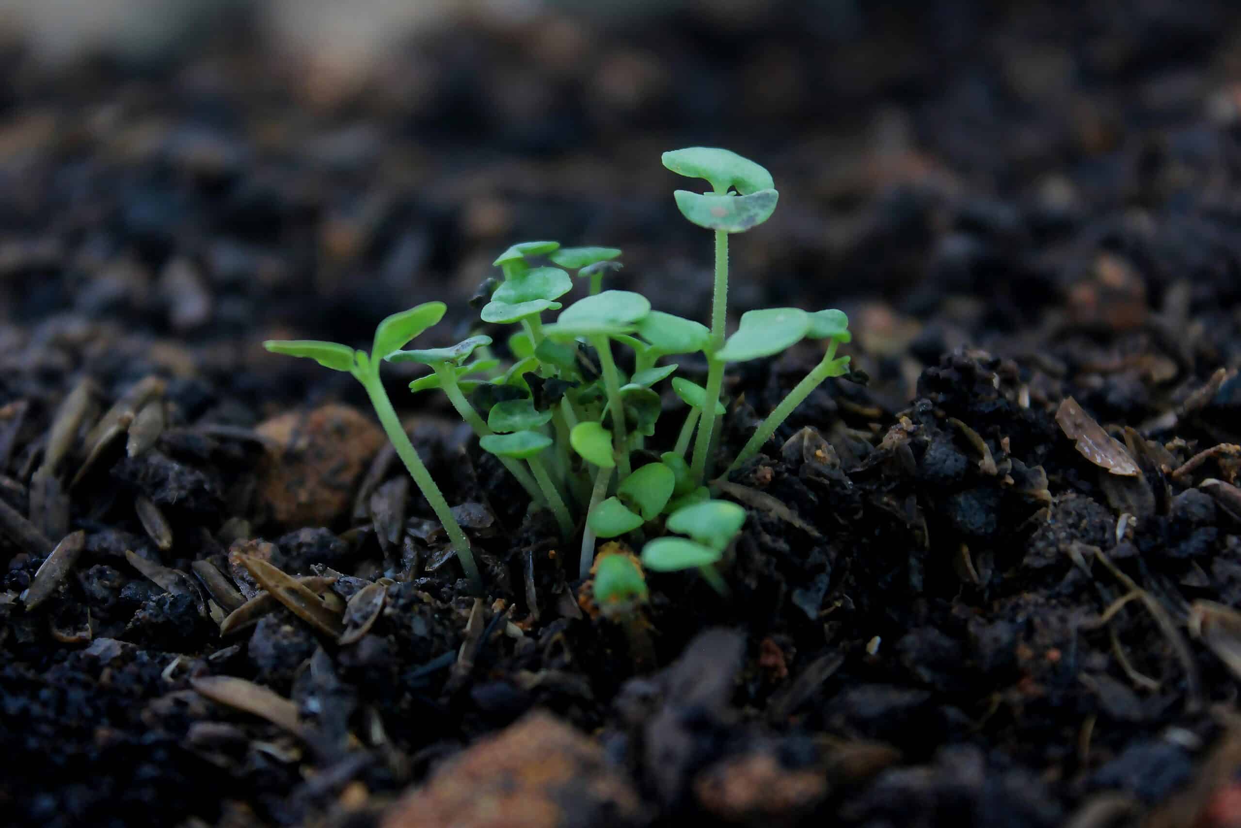How to Improve and Test Your Soil Naturally - Garden & Thrive